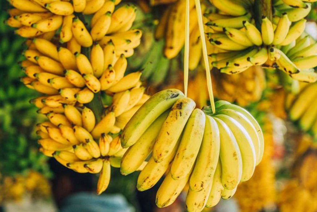 Die Insel der Bananen – Madeira-Time